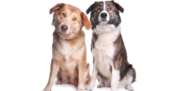 Aidi Dog Breed Complete Guide - A-Z Animals