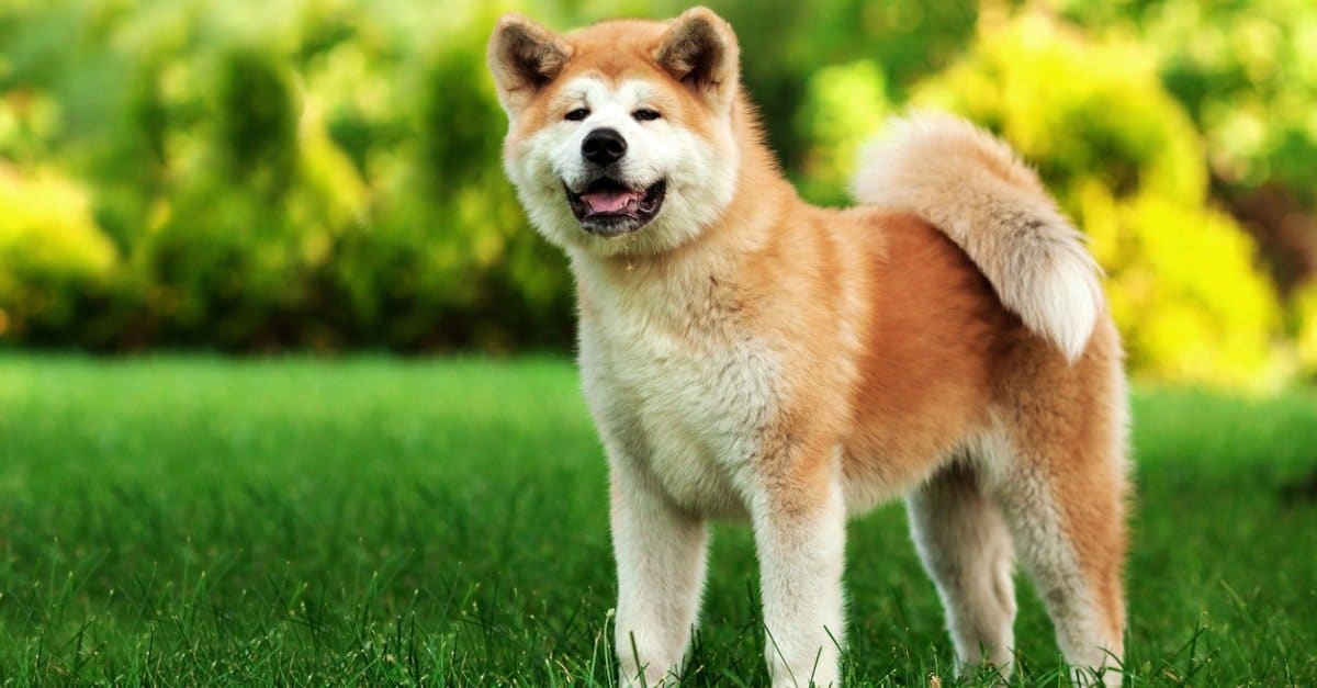 53 Incredible Japanese Dog Names And Their Meanings A Z Animals 53 Incredible Japanese Dog Names And Their Meanings A Z Animals