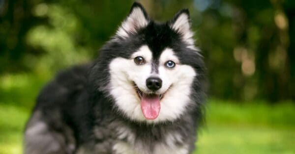 15 Blue Eyed Dog Breeds and Why They Evolved That Way