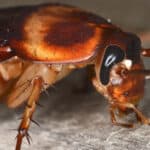 The World's Largest Cockroach Is as Big as Your Hand - A-Z Animals ...