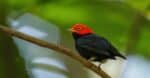 Meet the Animal Kingdom's Most Skilled Dance Performers - A-Z Animals