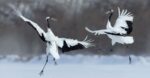 What Do Cranes Eat? Their Diet Explained - A-Z Animals