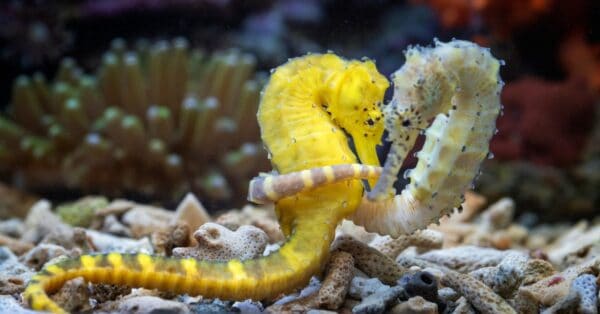 Yes, Male Seahorses Give Birth! 17 Other Crazy Seahorse Facts