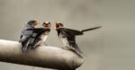 From Bats to Dolphins: A Look at Animals That Rely on Sonar - A-Z Animals