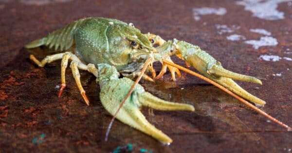 The Top 5 Groups of Animals With Exoskeletons - A-Z Animals