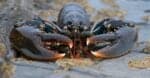 Lobster Poop: Everything You've Ever Wanted to Know - A-Z Animals