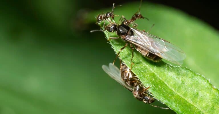 Ant Lifespan: How Long Do Ants Live? - A-Z Animals