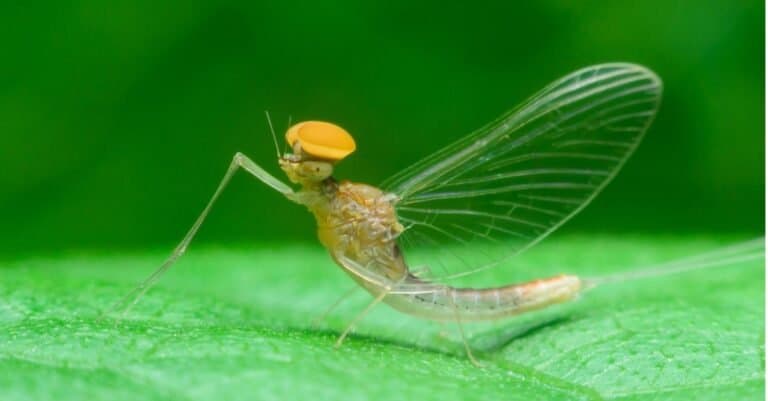 Discover 5 Animals That Store Their Food - A-Z Animals