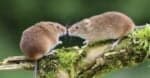 Mouse Animal Pictures | A-Z Animals