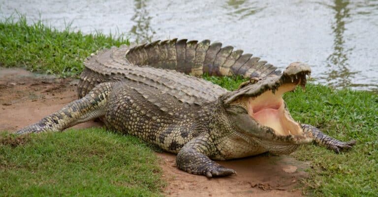 The 10 Animals With the Toughest Skin (and How It Helps Them Survive ...