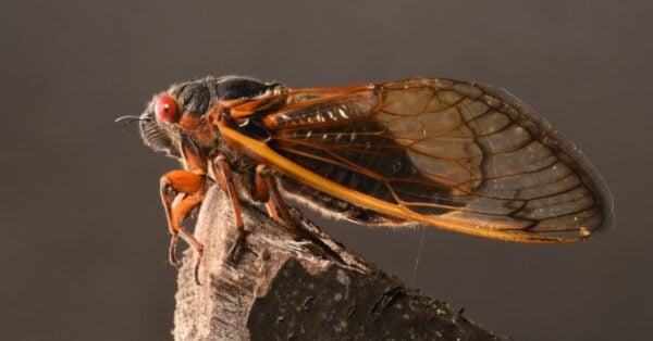 Cicada Animal Facts - Cicadidae - A-Z Animals