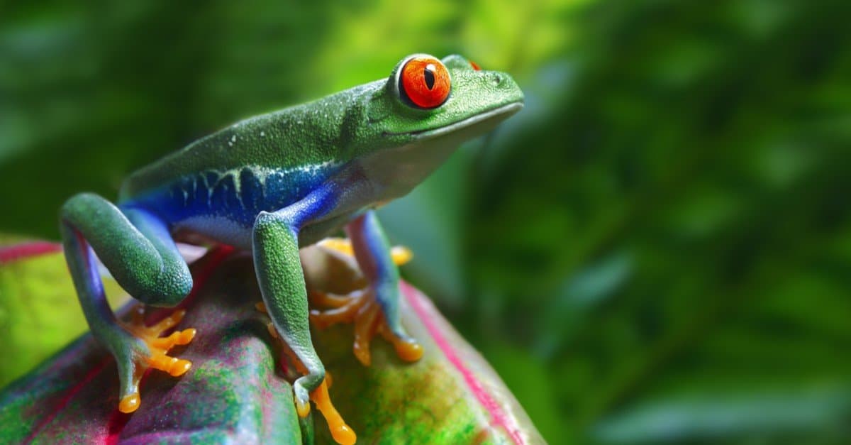 22 Most Incredible Frogs Throughout the World - A-Z Animals