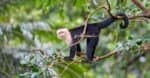 Capuchin Animal Facts - Cebidae - A-Z Animals