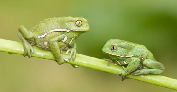 10 Animals With Opposable Thumbs - And Why It's So Rare - A-Z Animals