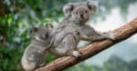10 Animals With Opposable Thumbs - And Why It's So Rare - A-Z Animals
