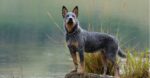 The Smartest Dog Breeds, According to Scientific Research - A-Z Animals