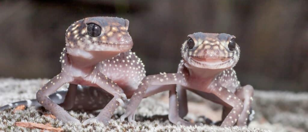 Wildlife in Oceania - Types of Oceanian Animals - A-Z Animals