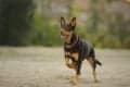 Australian Kelpie Dog Animal Facts - Canis lupus familiaris - A-Z Animals
