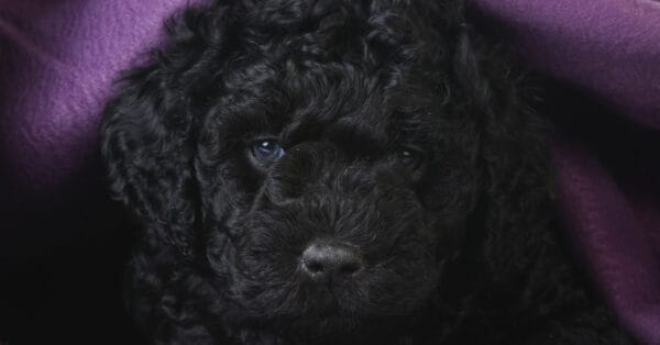 Barbet Dog Breed Complete Guide - A-Z Animals