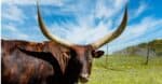 The Texas Longhorn Story, From Frontier Cattle to State Icon - A-Z Animals