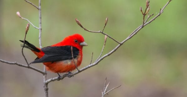 6 Birds That Look Like Cardinals - A-Z Animals