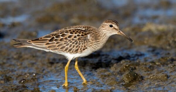 Sandpiper Bird Facts - A-Z Animals