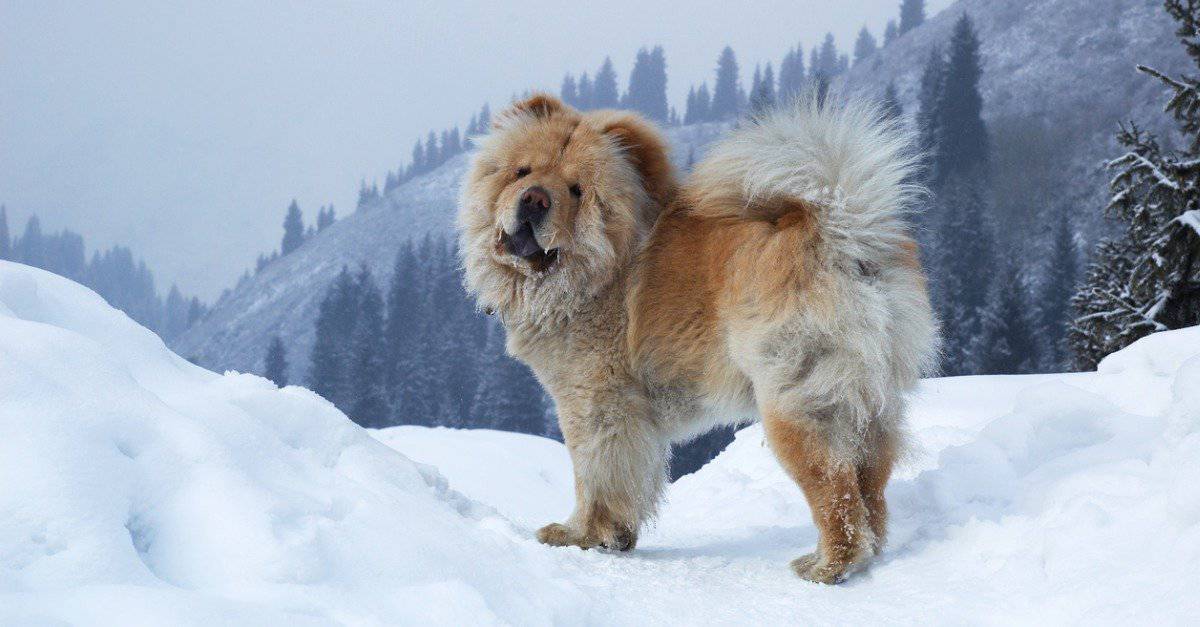 10 Aggressive Dog Breeds and Their Behaviors - A-Z Animals