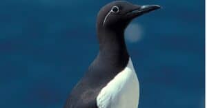 12 Incredible Types of Sea Birds to Watch for at the Beach - A-Z Animals