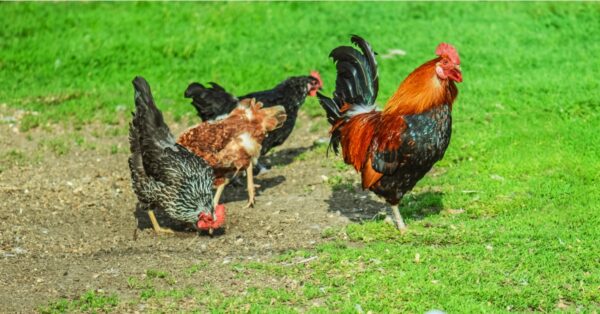 Rooster vs Chicken: What’s the Difference? - A-Z Animals