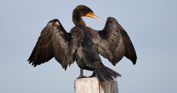 Cormorant Bird Facts - A-Z Animals