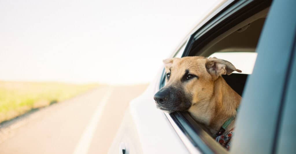 Formosan Mountain Dog Breed Complete Guide - A-Z Animals