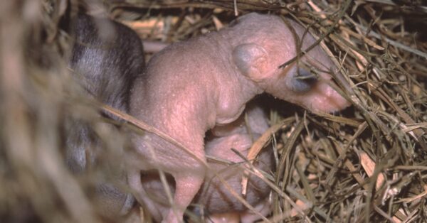 Mouse Nest: What Do They Look Like And What To Do If You Find One? - A ...