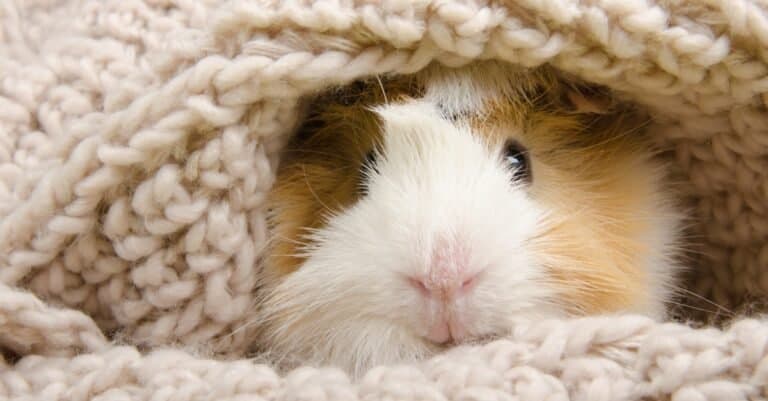 Guinea Pig Lifespan: How Long Do Guinea Pigs Live? - A-Z Animals