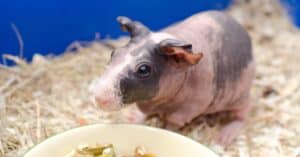 Discover Hairless Guinea Pigs: Skinny Pigs and Baldwin Guinea Pigs - A ...