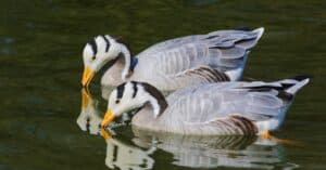 Do Geese Mate for Life? 5 Amazing Facts About These Loyal Birds - A-Z ...