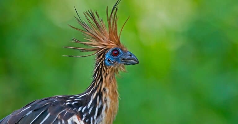 Meet the Hoatzin, the Smelly Bird With Claws on Its Wings - A-Z Animals