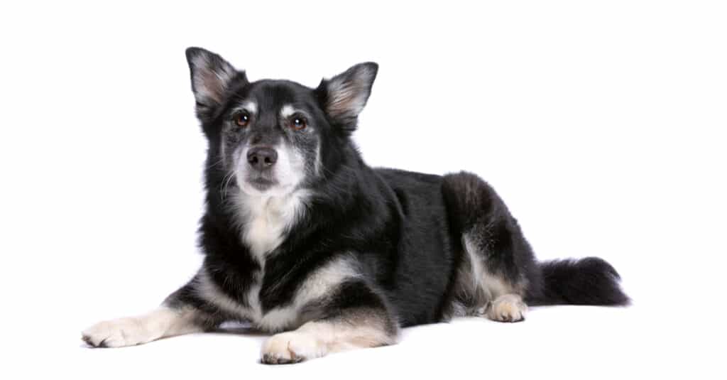 Icelandic Sheepdog Dog Breed Complete Guide - A-Z Animals