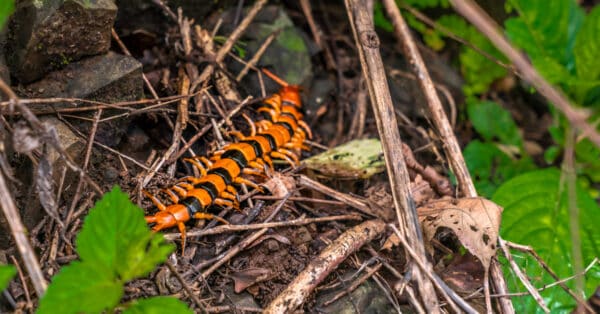 Discover the Fascinating World of Centipedes: 10 Largest Species ...