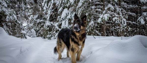 King Shepherd vs Wolf - A-Z Animals