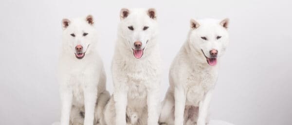 Kishu Dog Breed Complete Guide - A-Z Animals