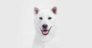 Kishu Dog Breed Complete Guide - A-Z Animals