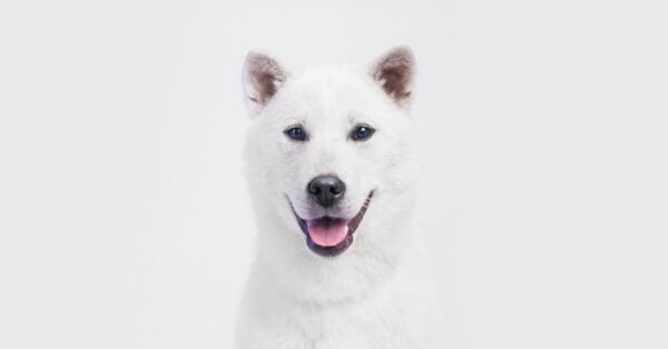 Kishu Dog Breed Complete Guide - A-Z Animals