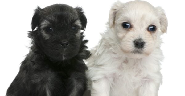 Lowchen Dog Breed Complete Guide - A-Z Animals
