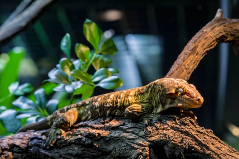 Discover the World's Largest Gecko - A-Z Animals
