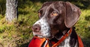 Types of Pointer Dog Breeds - A-Z Animals