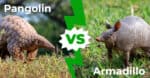 Pangolin vs. Armadillo: 9 Key Differences Explained - A-Z Animals