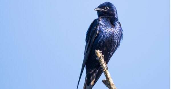 Discover 16 Amazing Birds That Start With P - A-Z Animals