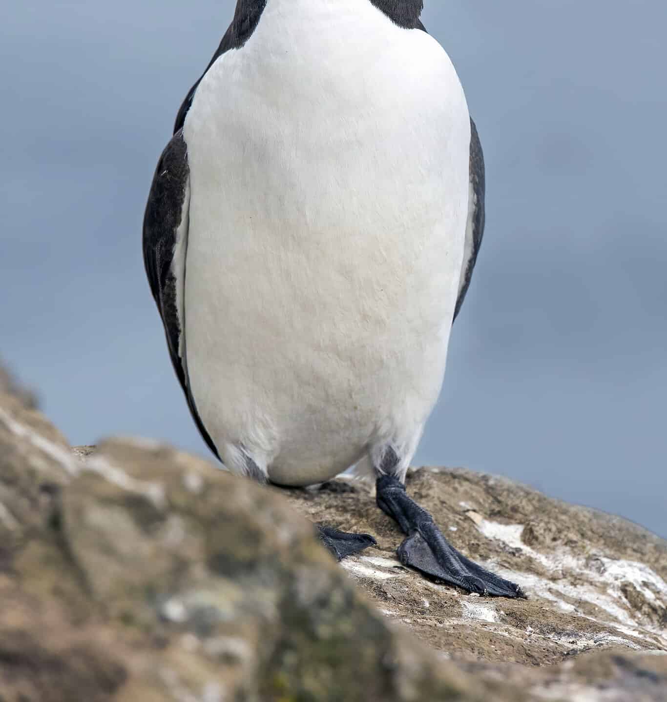 Skomer Island: A Puffin Paradise - A-Z Animals