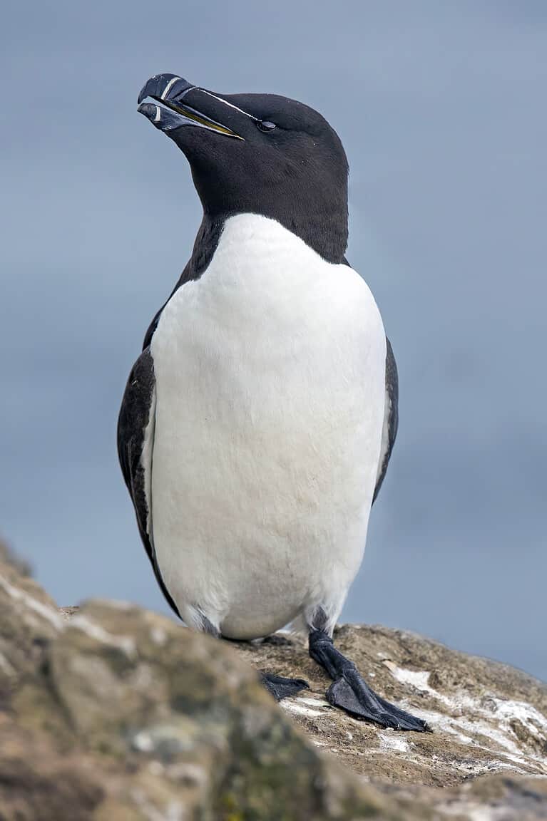 Foul Play: The Seabird That Defeats Predators with Projectile Vomit - A ...