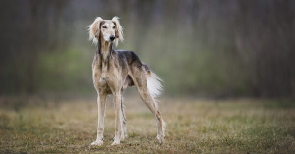 Saluki Dog Breed Complete Guide - A-Z Animals